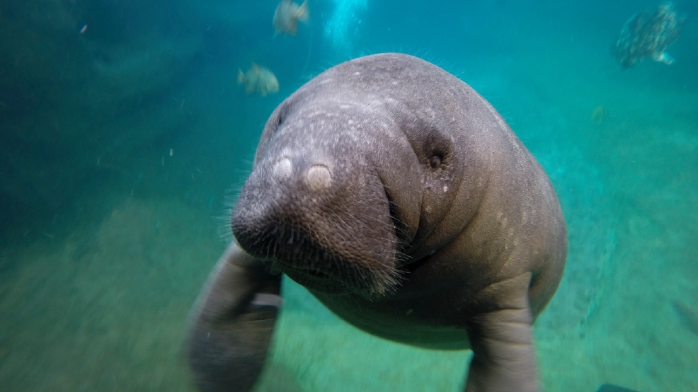 Columbus Zoo Welcomes Four New Manatees WSYX Columbus Zoo Welcomes Four New Manatees WSYX