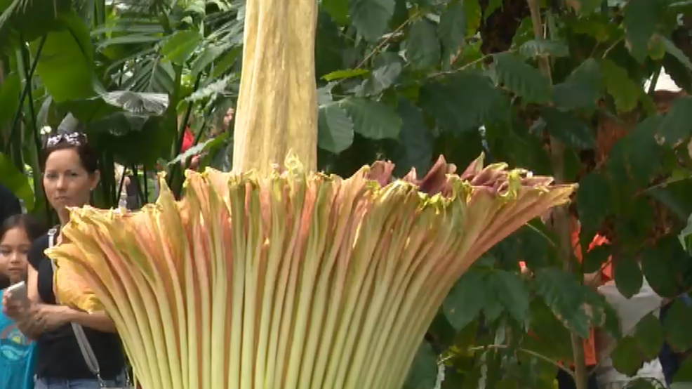 Corpse flower blooms with wild aroma | WWMT