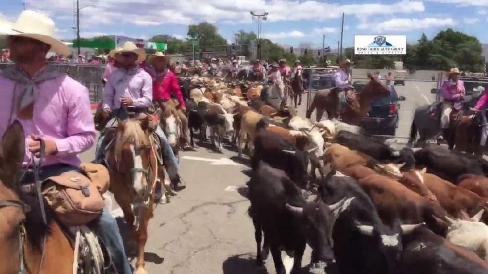 Reno Rodeo Cattle Drive arrives in Biggest Little City | KRNV