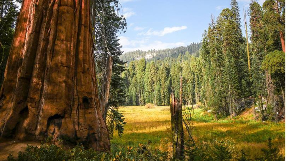 Should the General Lee tree in Sequoia National Park be renamed? | KMPH