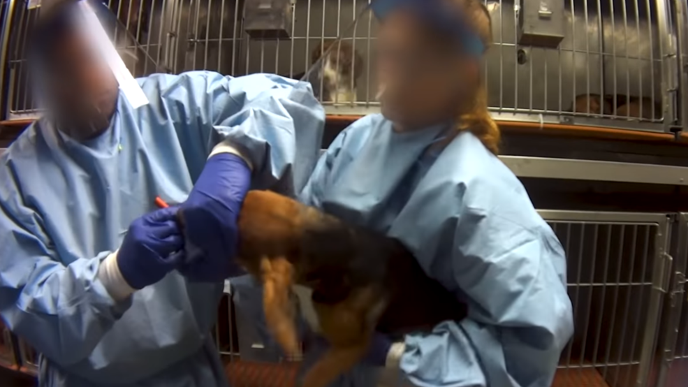 Michigan lab to stop testing pesticides on dogs after US Humane Society ...