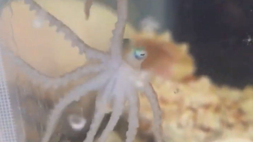Virginia Aquarium shares video of baby octopus grabbing some breakfast ...