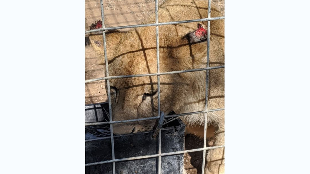 Photos of injured animals at G.W. Zoo spark investigation | KOKH