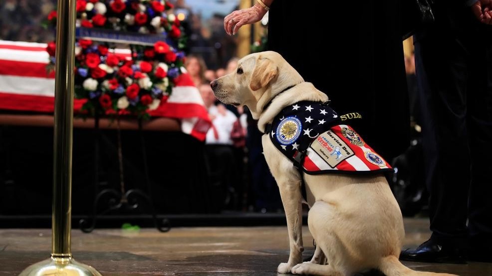 Former President George H.W. Bush's service dog almost ready to ...