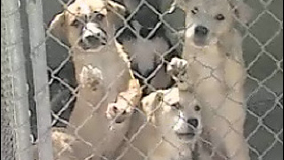 Dogs at overcrowded Texas shelters being sent to Minnesota rescue ...
