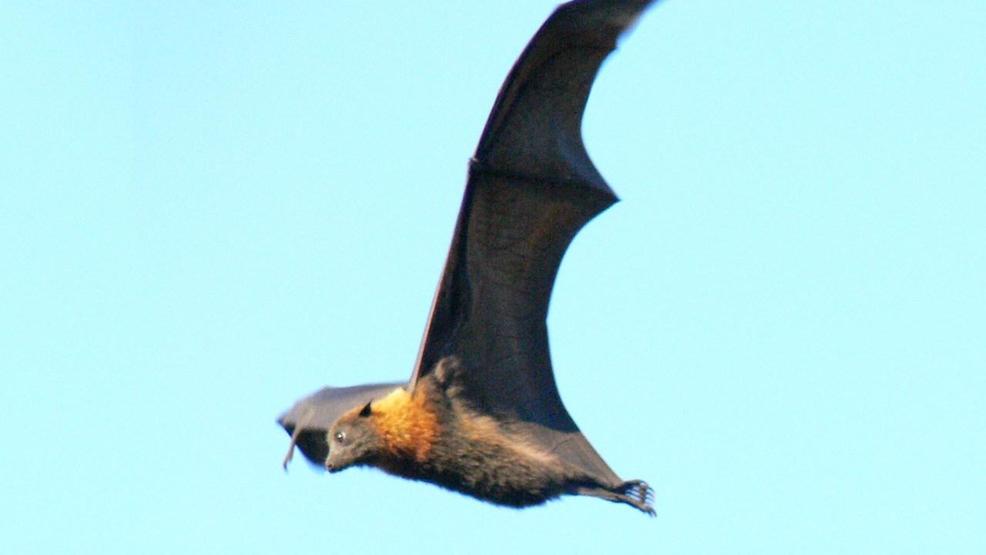 Bat week raises awareness of declining California bat populations | KRCR